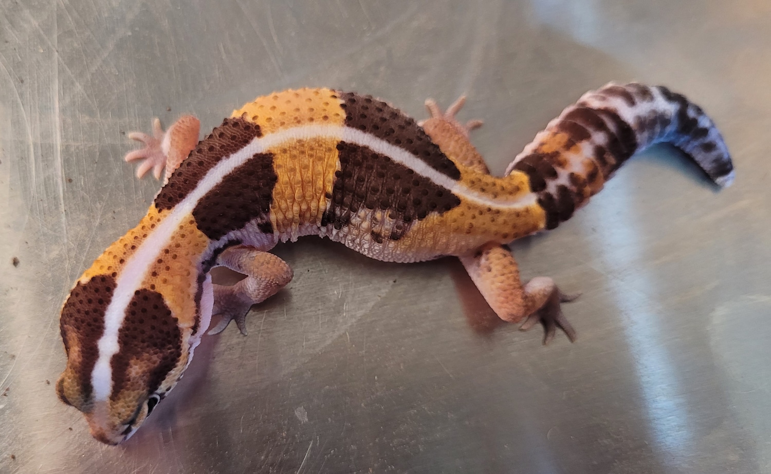 Stripe Tangerine 100% Het Albino African Fat-Tailed Gecko by CeeTee ...
