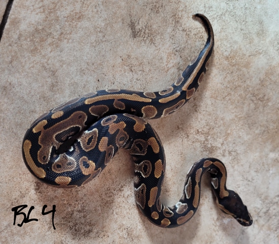 Dinker Ball Python by CeeTee Reptiles