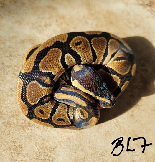 Dinker Ball Python by CeeTee Reptiles