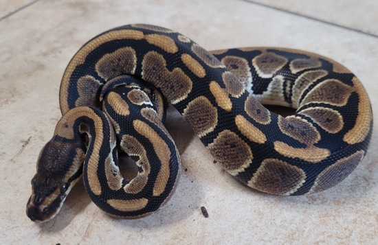 Dinker Ball Python by CeeTee Reptiles