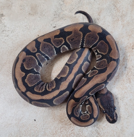 Dinker Ball Python by CeeTee Reptiles
