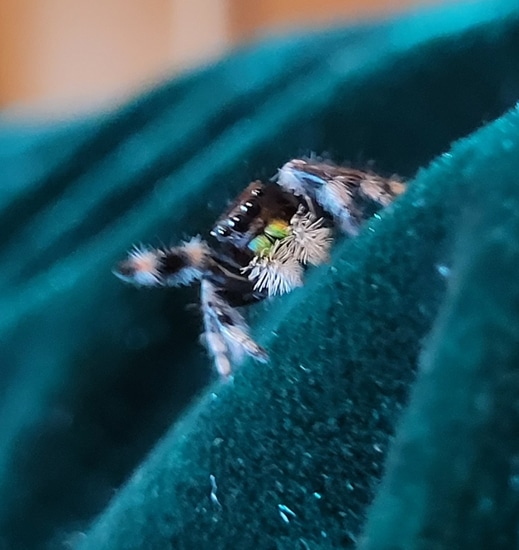 Regal Jumping Spiders True Spider by CeeTee Reptiles