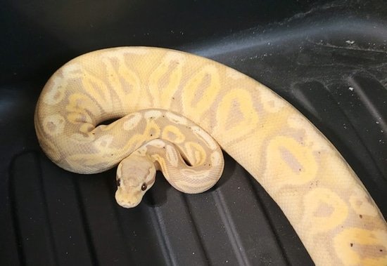 Black Pewter Banana Enchi Yellow Belly Ball Python by CeeTee Reptiles