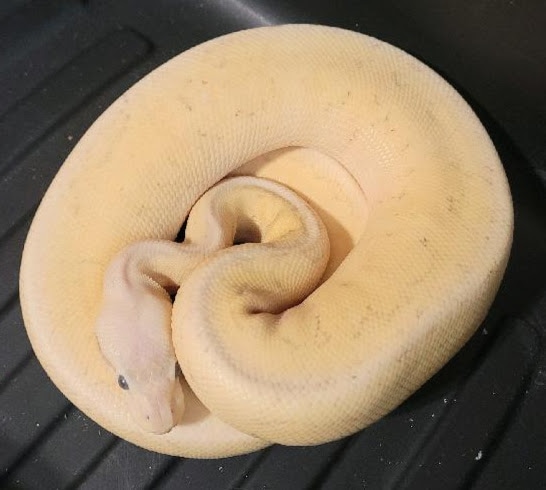 Calico Pinstripe Pastel Fire Enchi Ball Python by CeeTee Reptiles