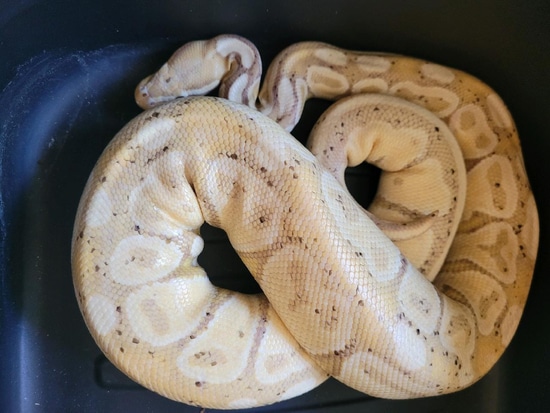 2021 Female Banana Ball Python by CeeTee Reptiles