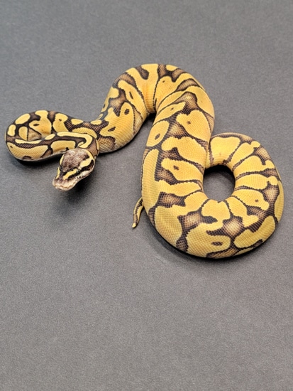 Super Pastel Enchi YB Ball Python by Reffitt Reptiles