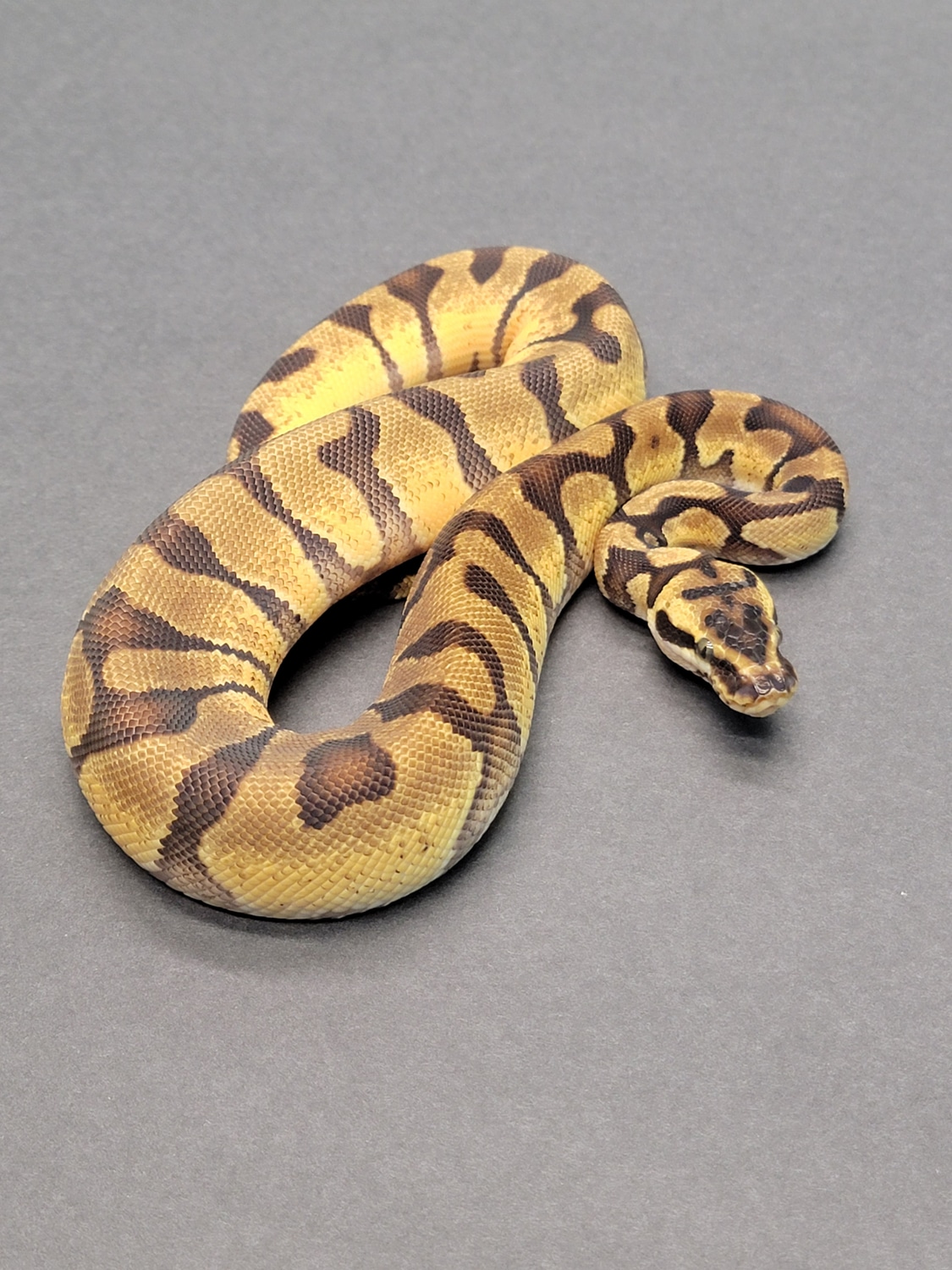 Super Enchi Ball Python by Reffitt Reptiles - MorphMarket