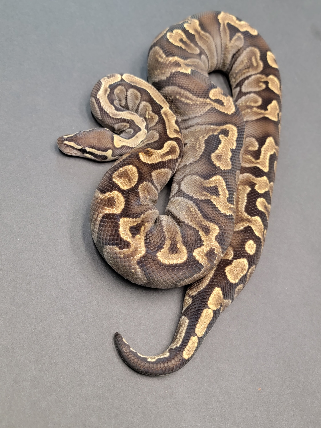 GHI Het Clown Ball Python by Reffitt Reptiles - MorphMarket