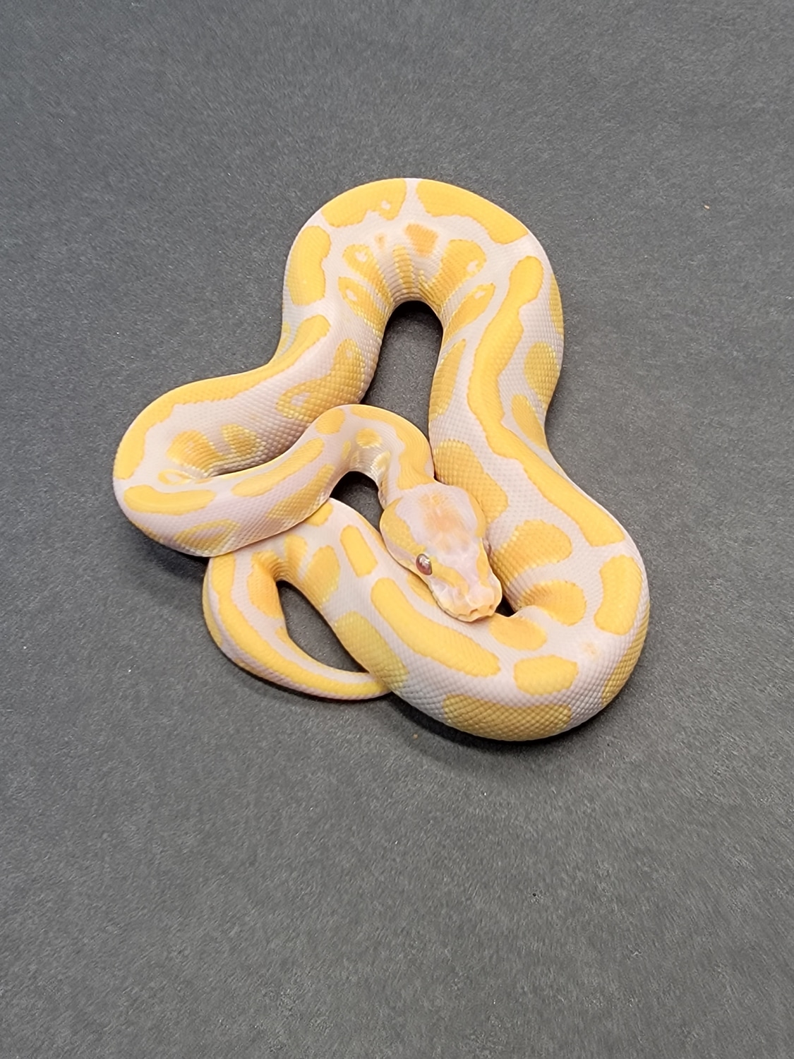 Lavender 66% Het Pied Ball Python by Reffitt Reptiles - MorphMarket