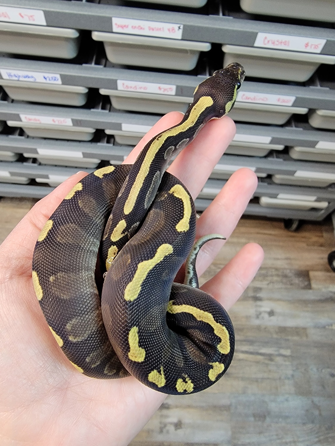GHI Mojave Ball Python by Reffitt Reptiles - MorphMarket