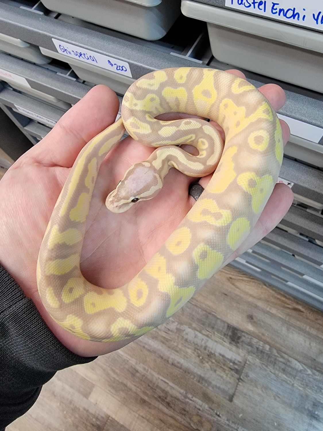 Banana Poss Sp/yb 100% Het Pied Ball Python by Reffitt Reptiles ...