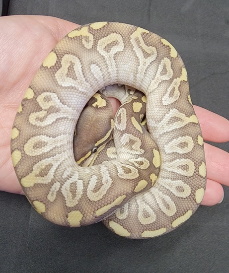 Mystic Crystal Ball Python by Reffitt Reptiles
