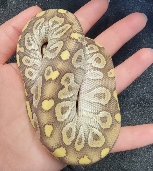 Mystic Crystal Ball Python by Reffitt Reptiles