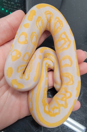 Black Pastel Candy Ball Python by Reffitt Reptiles