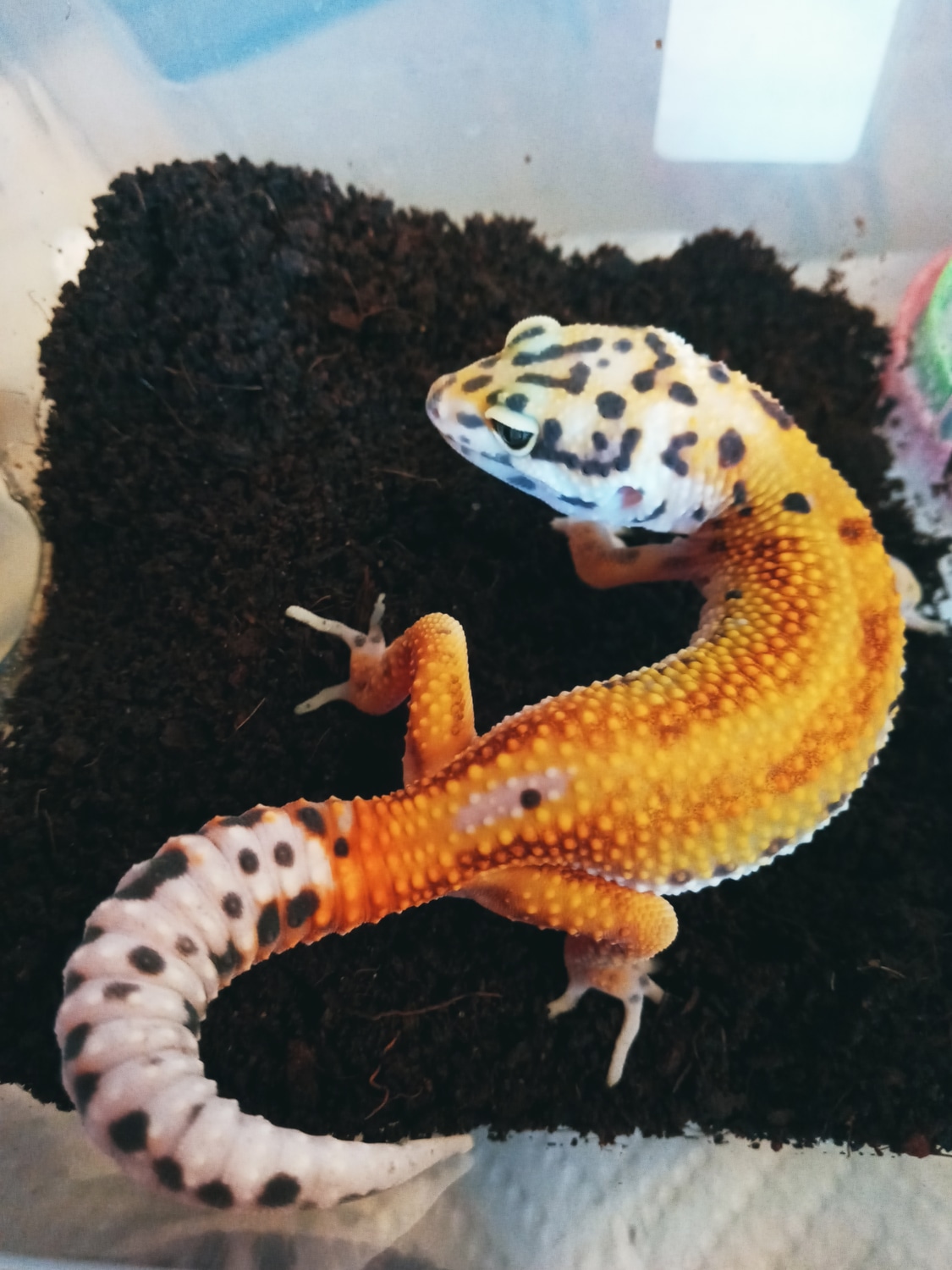 Patternless Red Stripe.(From True Tremper Patternless Red Stripe Raptor ...