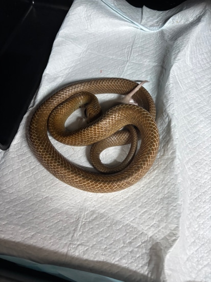 CB'23 Unicolor Cribo Cribo & Indigo Snakes by Tofu and Twinkie colubrids