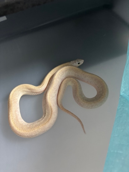 Ivory Patternless Bullsnake by TNT