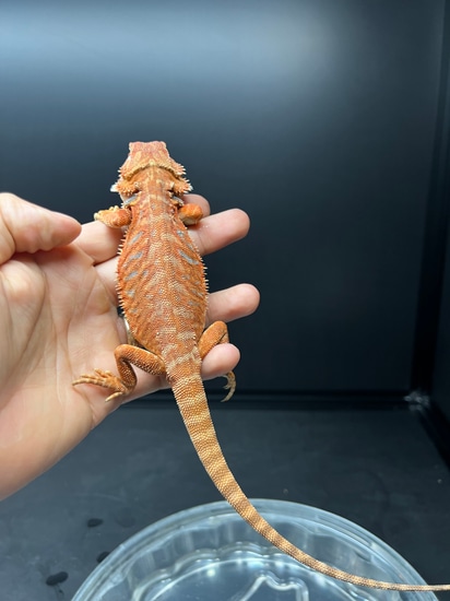 100% Red Monster; Leatherback; Hypo 66% Het Translucent; Male Central ...