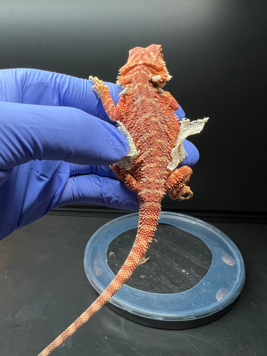 100% Red Monster; Normal Scale; Hypo 66% Het Translucent Bearded Dragon ...