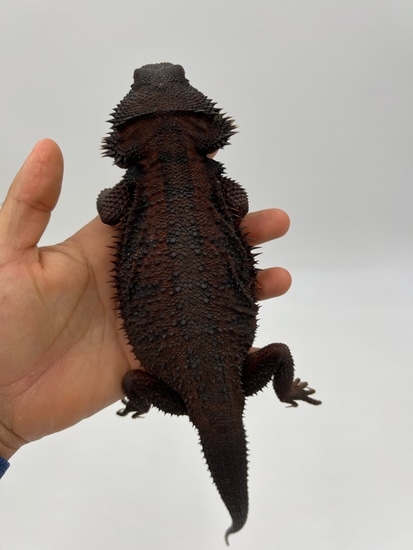 Lucy - 100% Red Monster Trans Het Hypo Central Bearded Dragon by TNT ...