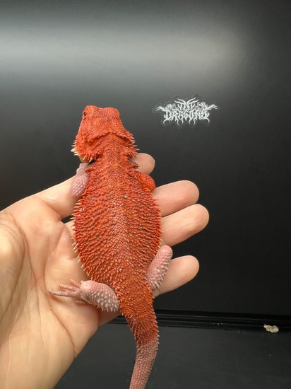 100% Red Monster; Normal Scale; Hypo Translucent Bearded Dragon by TNT ...