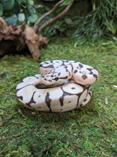 VPI Axanthic Firefly Spider "Voodoo" Ball Python by Toadally Frogs LLC