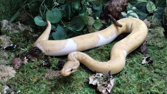 Banana Pied "Nanners" Ball Python by Toadally Frogs LLC