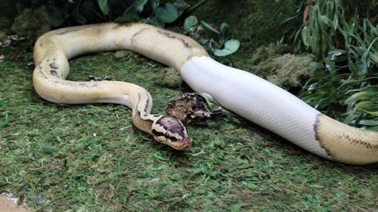 Super Pastel Pied "Fred" Ball Python by Toadally Frogs LLC