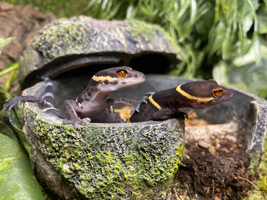 Chinese Cave Gecko by Toadally Frogs LLC