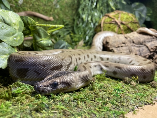 Patternless Het Albino Granite “Atticus” Burmese Python by Toadally ...