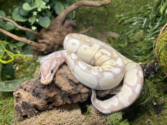 Axanthic Banana “Murphy” Ball Python by Toadally Frogs LLC