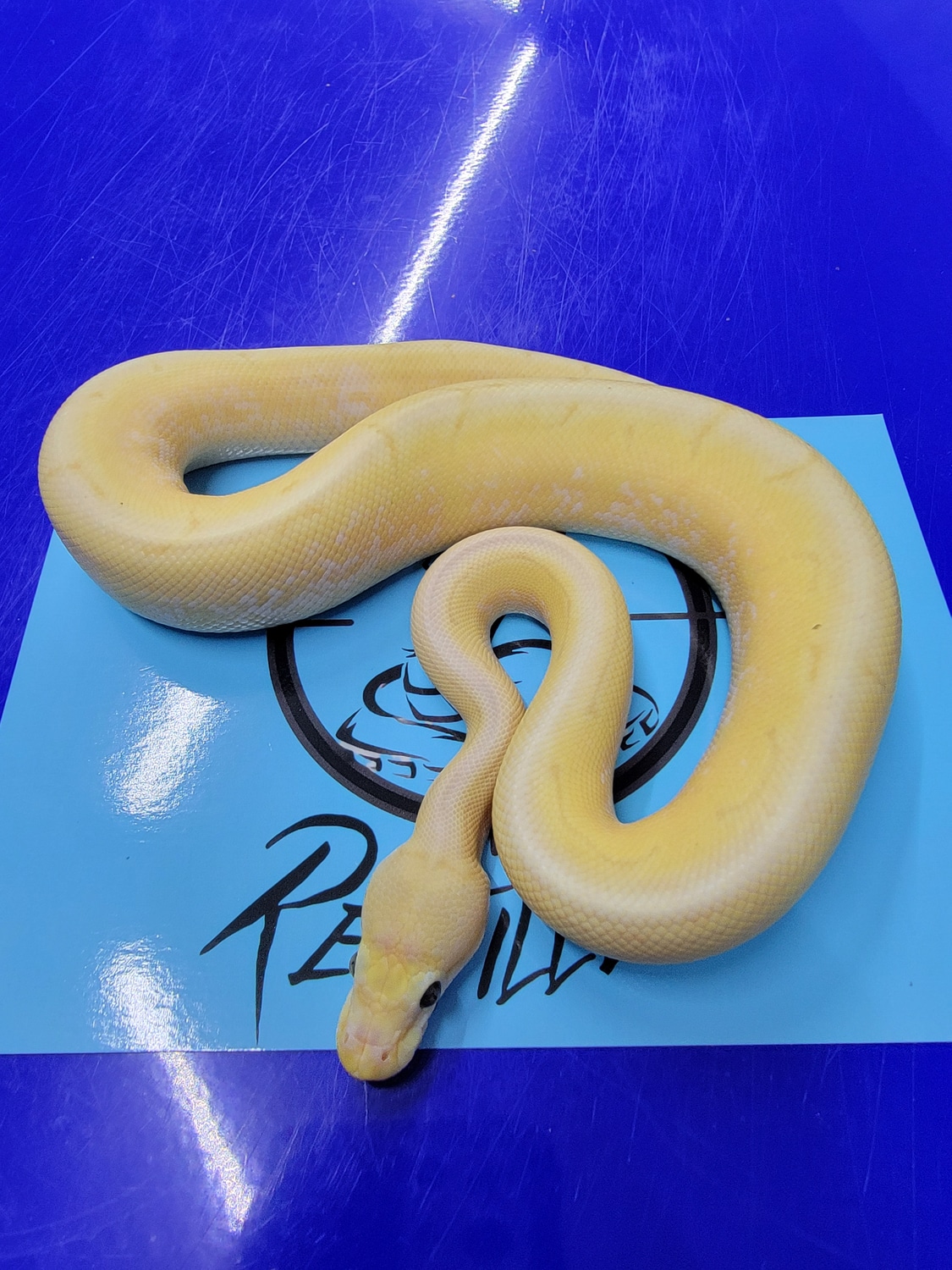 Banana Spinner Ball Python by Reptillery - MorphMarket