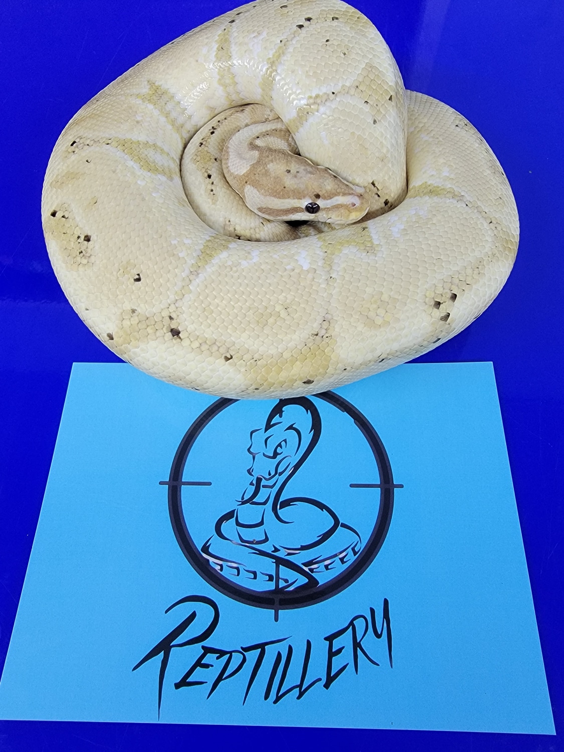 Banana Ball Python By Reptillery Morphmarket