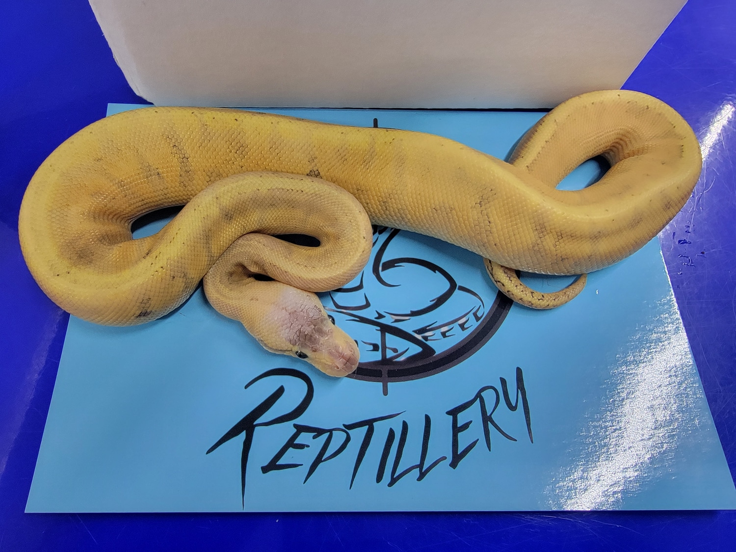 Superfly Ghi Pinstripe Ball Python by Reptillery - MorphMarket