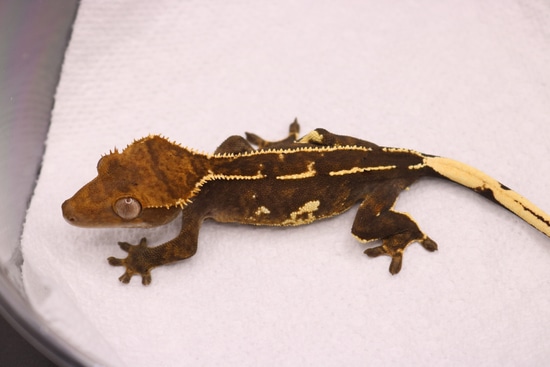 Stunning Dark Empty Back Crested Gecko by Toadstool Cresties