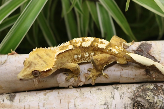 Yellow Harlequin Male Crested Gecko by Toadstool Cresties