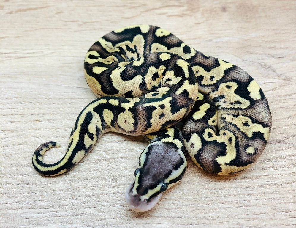Firefly Dh Ghost Pied Ball Python by Tobias Prime - MorphMarket