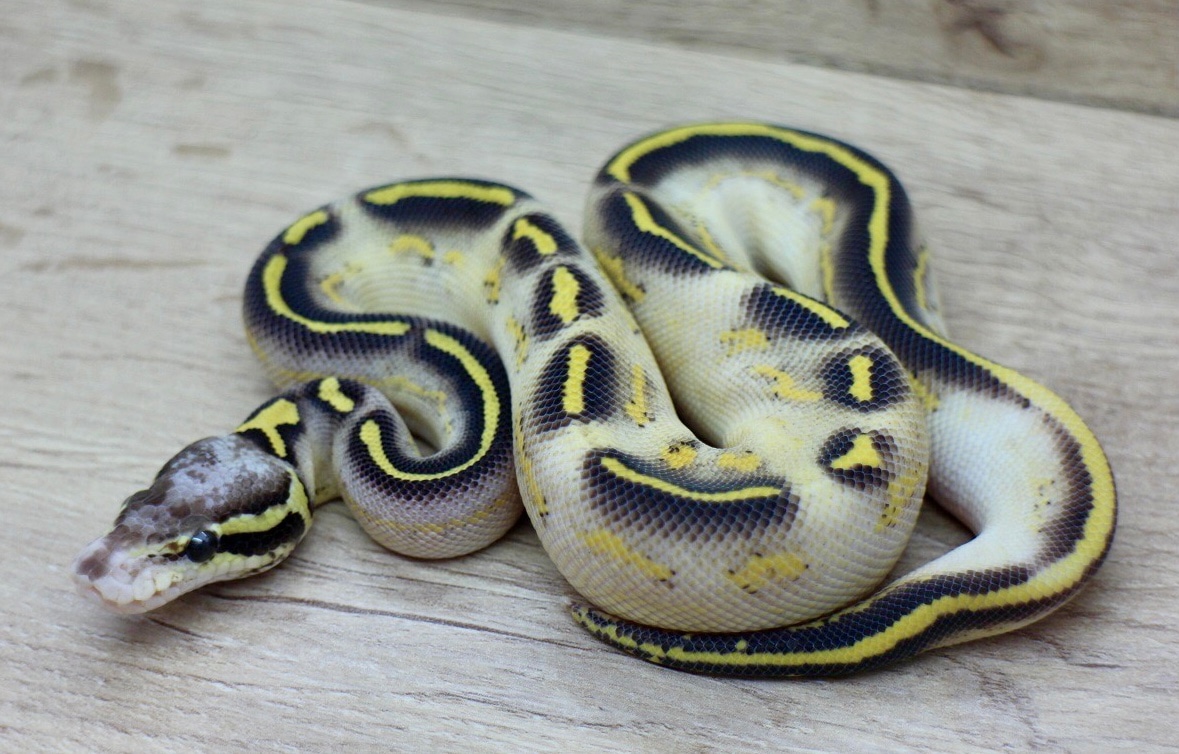 Pastave Freeway Ball Python by Tobias Prime - MorphMarket