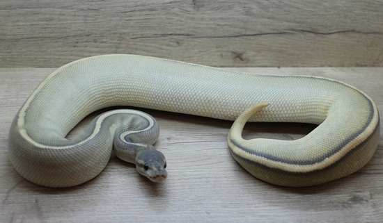 Savannah Ghost Het. Pied Ball Python by Tobias Prime