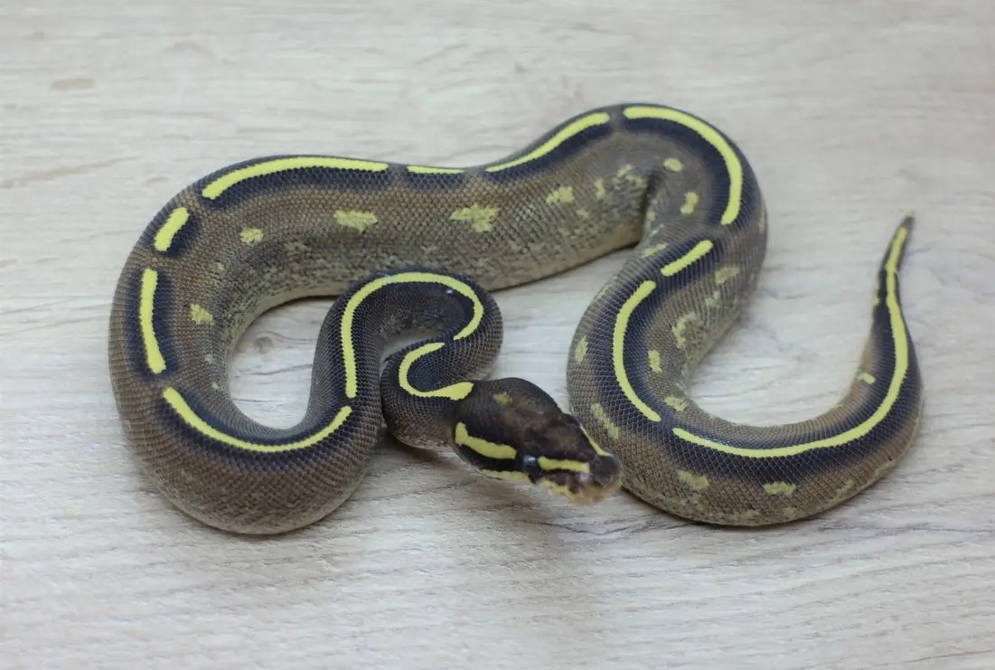 Mojave Freeway Ball Python by Tobias Prime - MorphMarket