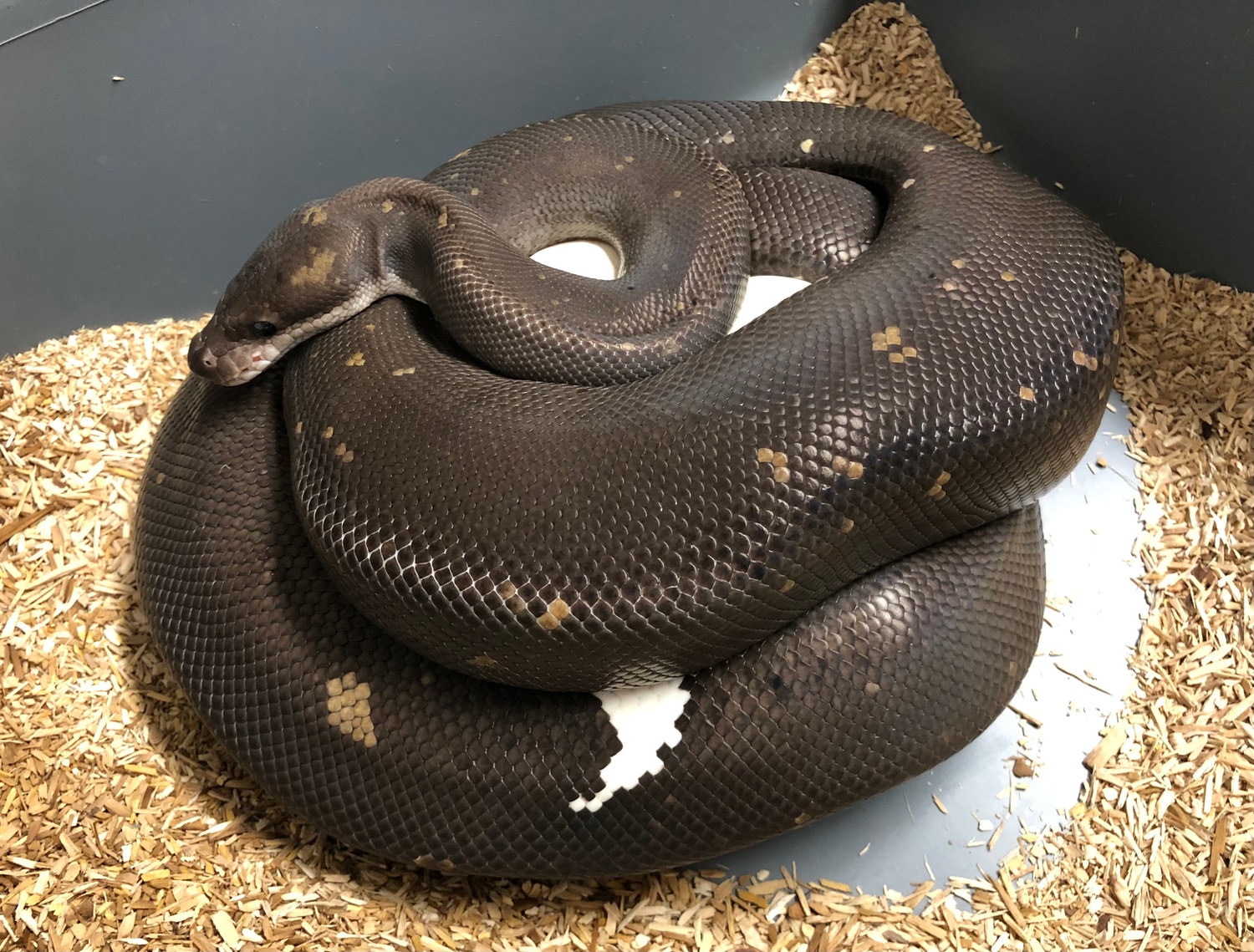 Eightball YB Ball Python by Tobias Prime - MorphMarket