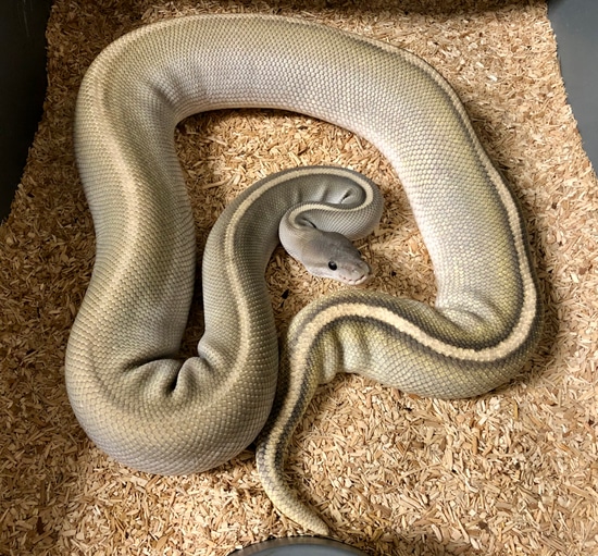 Savannah Ghost Het. Pied Ball Python by Tobias Prime