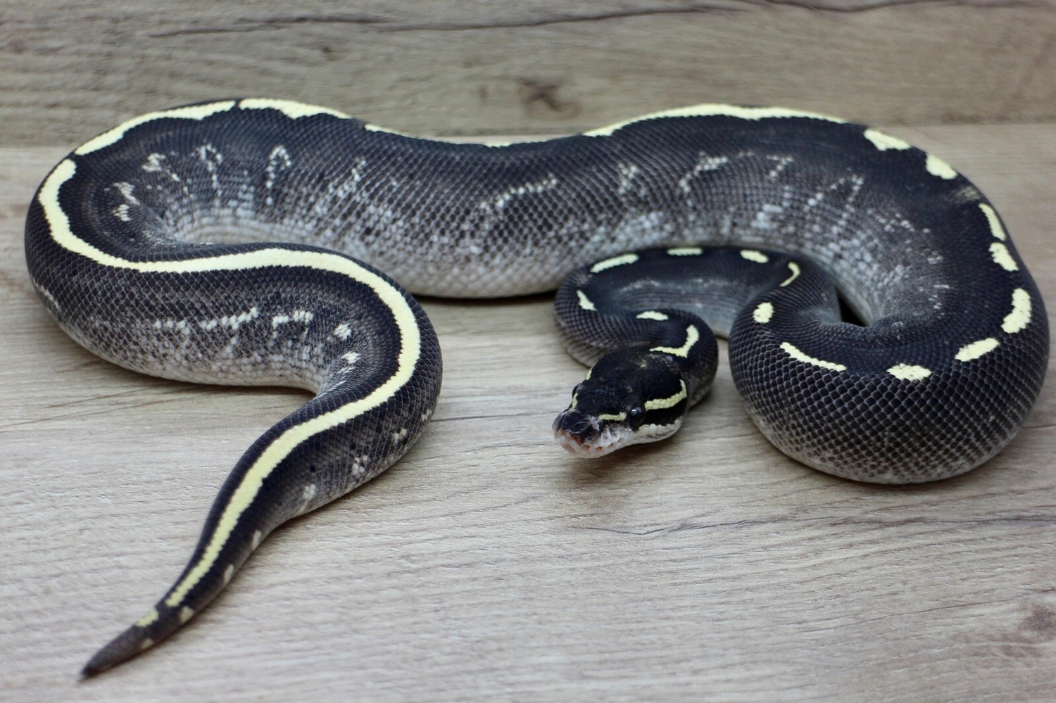 Leopard Mojave Ghi Freeway Ball Python By Tobias Prime Morphmarket