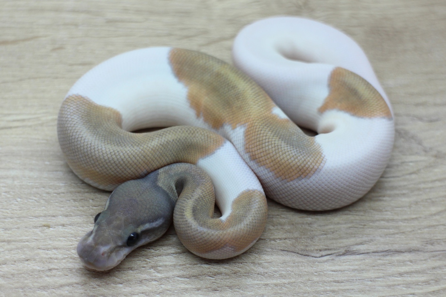 Mojave Ghost Pied Ball Python by Tobias Prime - MorphMarket