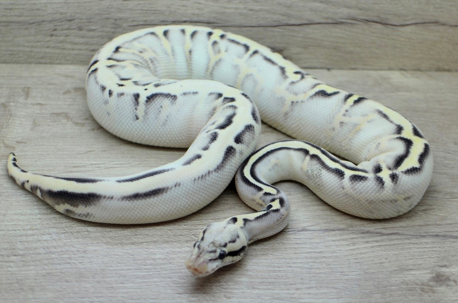 Pastel Leopard Freeway (Mojave) Ball Python by Tobias Prime - MorphMarket