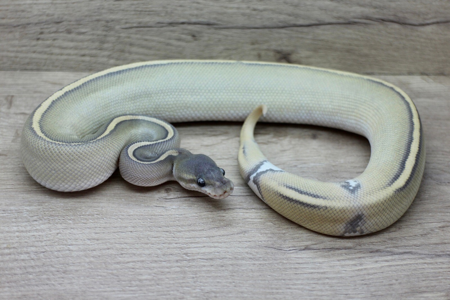 Savannah Ghost Het. Pied Ball Python by Tobias Prime - MorphMarket