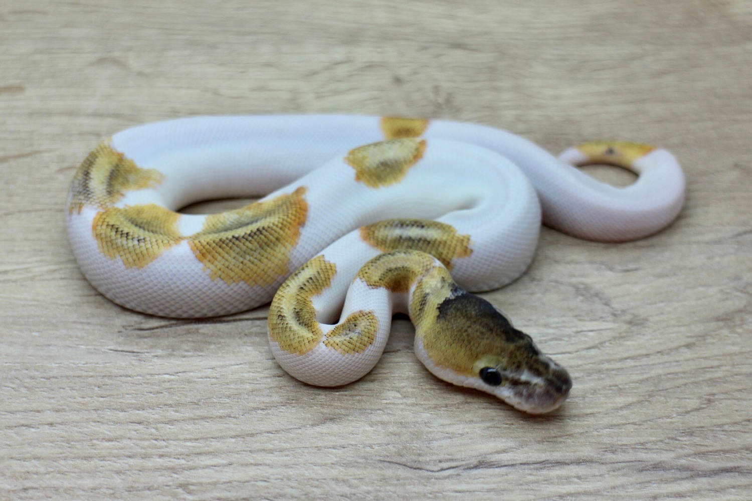 Pastel Mojave YB Pied Ball Python by Tobias Prime - MorphMarket