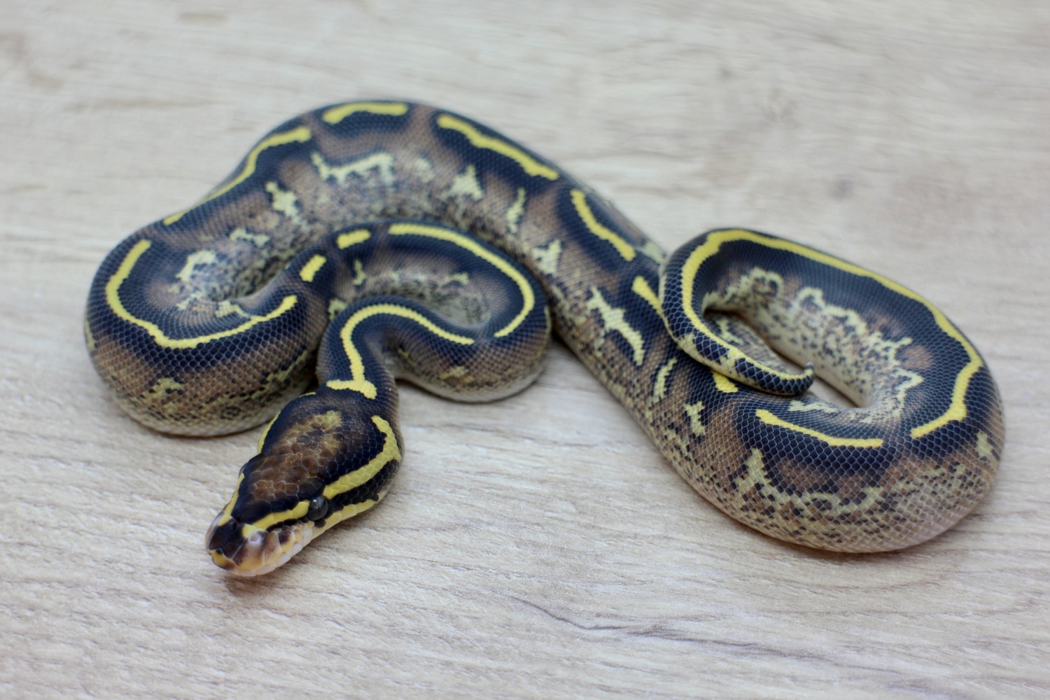 Freeway Het. Pied Ball Python by Tobias Prime - MorphMarket