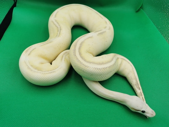 Pastel Calico Puma Ball Python by Lionheart Snakes