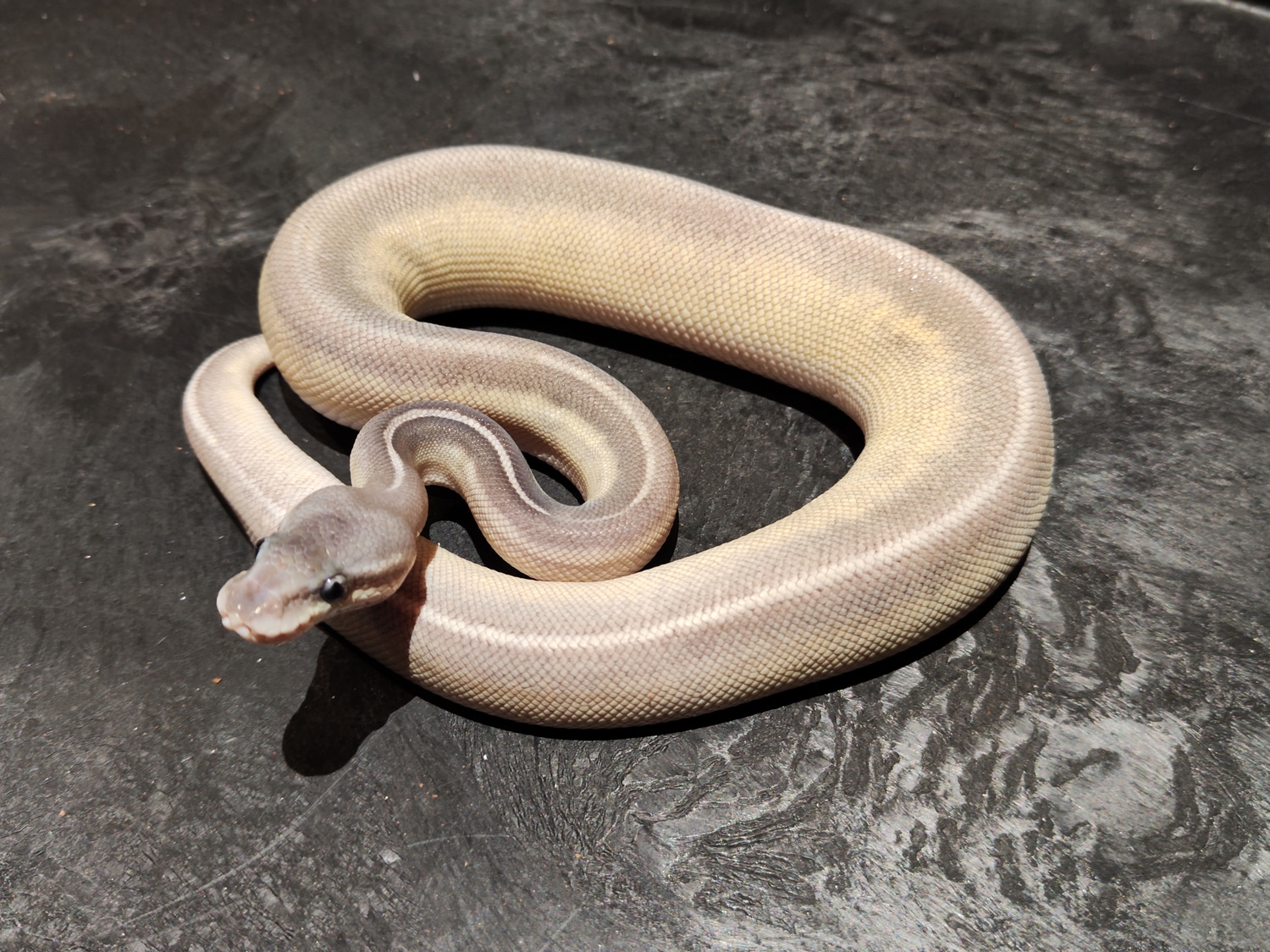 Black Head Cinnamon ( Super ) Pastel Hypo Pos Mojave Ball Python by ...